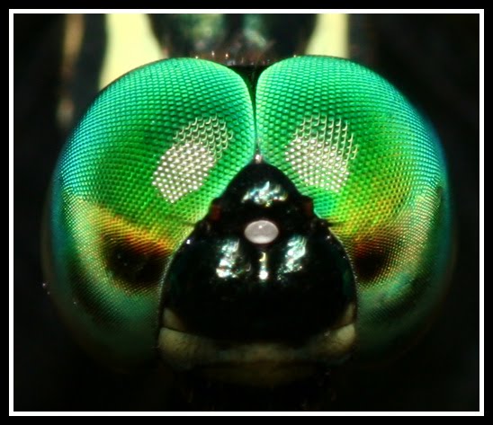 andarinjo_O: Dragonflies: Advanced Super Flying Machines