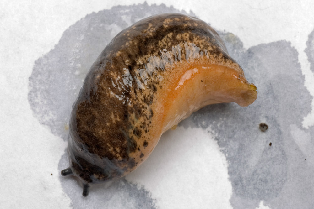 Land Snails and Slugs of Pennsylvania and New York: Identifying Zoidberg