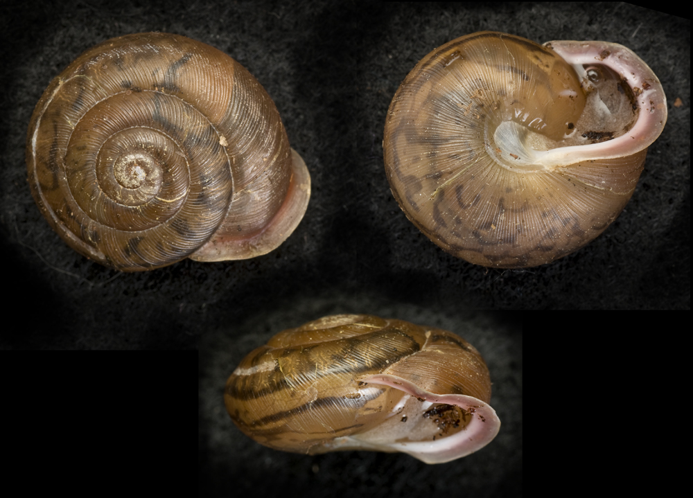 Land Snails and Slugs of Pennsylvania and New York: Neohelix dentifera ...