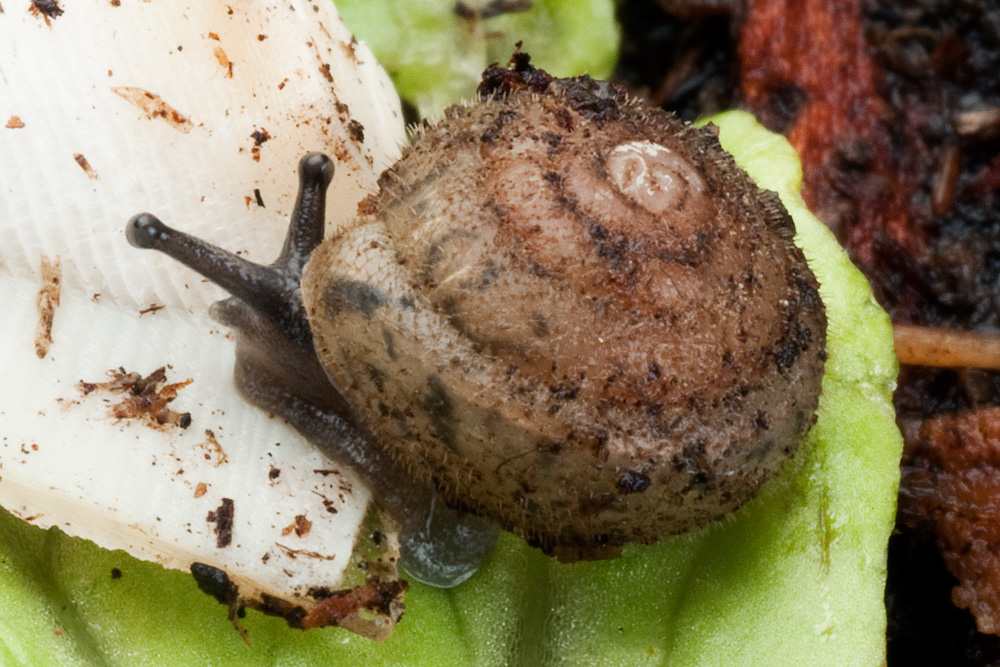 Land Snails and Slugs of Pennsylvania and New York: 2010