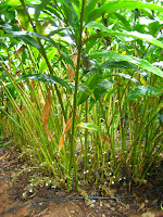 Cardamom / ILaichi Cultivation