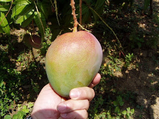 MANGOS KENT EXPORTACION: MANGOS KENT EXPORTACION PERU