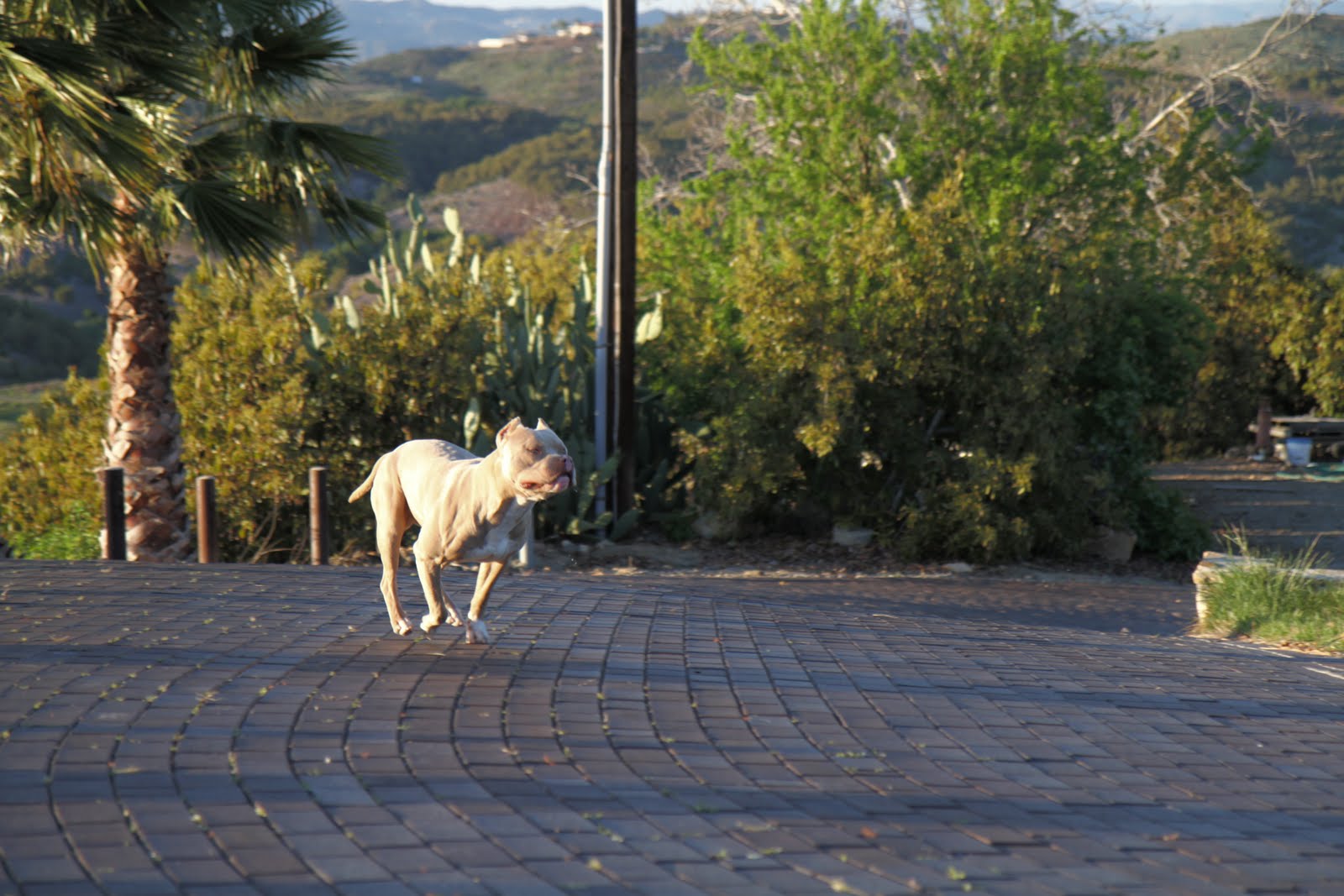 Blue Fawn Kennels | Home of the Weight Pulling Blue Fawn Dogs: Torque ...