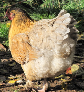 Orpington genetics question - crossing buff with blue/black or splash ...