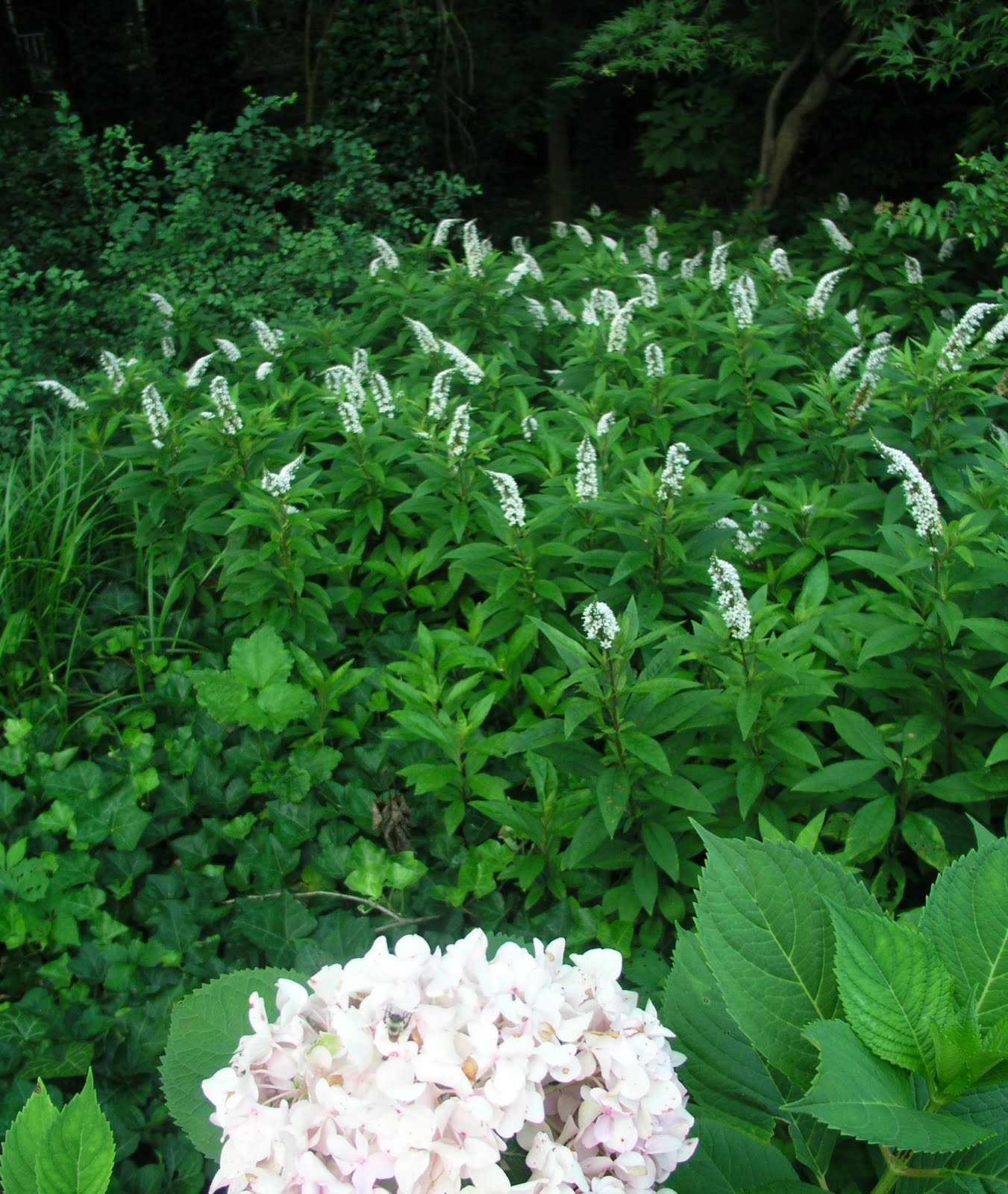 Affordable Accoutrements: Gooseneck Loosestrife?