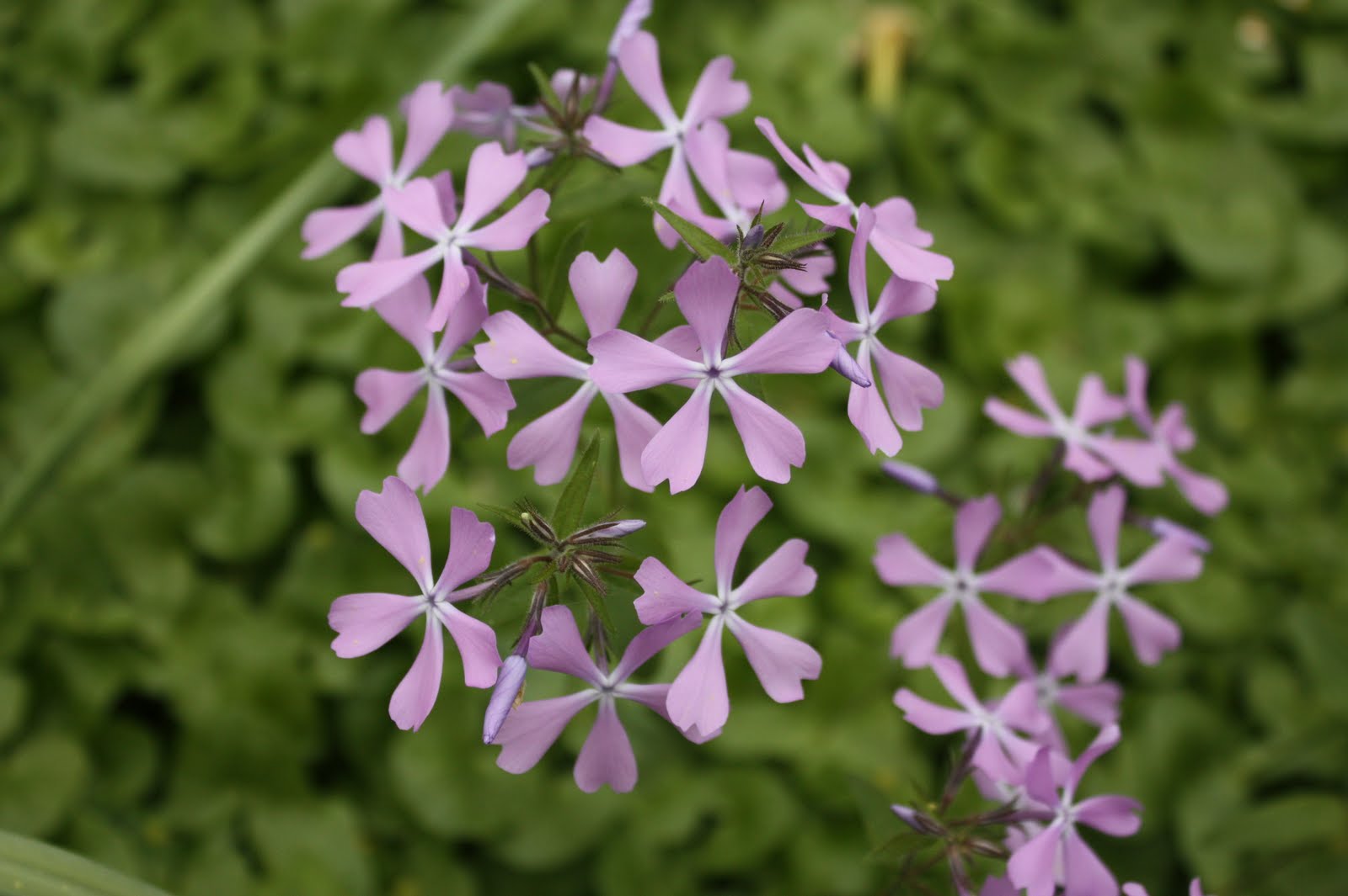 KatDoc's World: Spring Wildflowers, 2010
