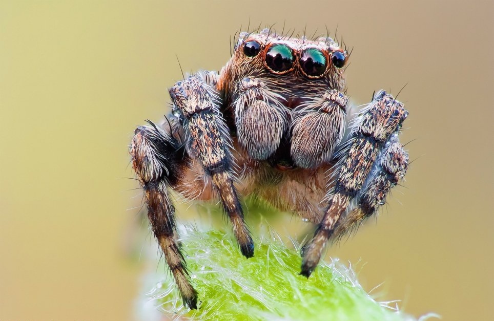 John Hallmin Eye Bugs | DSLR Imagery