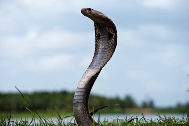 The Gerry Martin Project: Herpetology Workshop