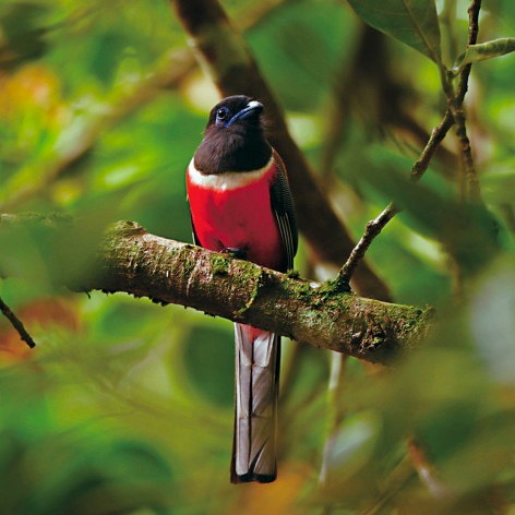 The Gerry Martin Project: Rainforest Ecology Experience - Agumbe 3/5 ...