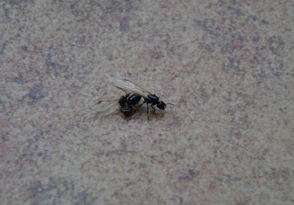 Mundo de Insectos