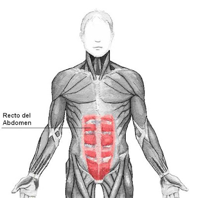 GUIA PRACTICA DE APRENDIZAJE DEL SISTEMA OSEO Y MUSCULAR: RECTO DEL ABDOMEN