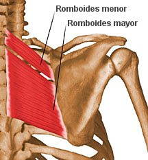 GUIA PRACTICA DE APRENDIZAJE DEL SISTEMA OSEO Y MUSCULAR: ROMBOIDES ...