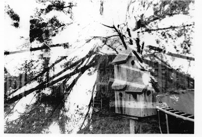 NikkiCole's Photos: Multiple Exposures.... sandwich negatives