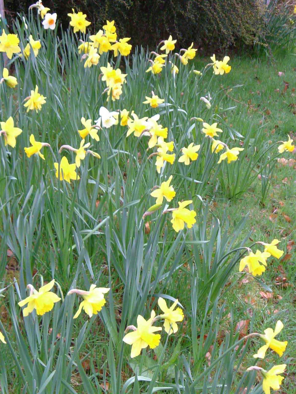 Frieda Oxenham: Golden Daffodils
