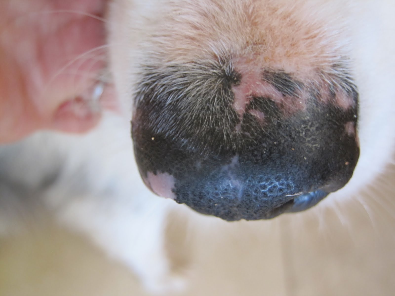 Australian Shepherd with Uveodermatological Syndrome: DEC 2009 / JAN ...