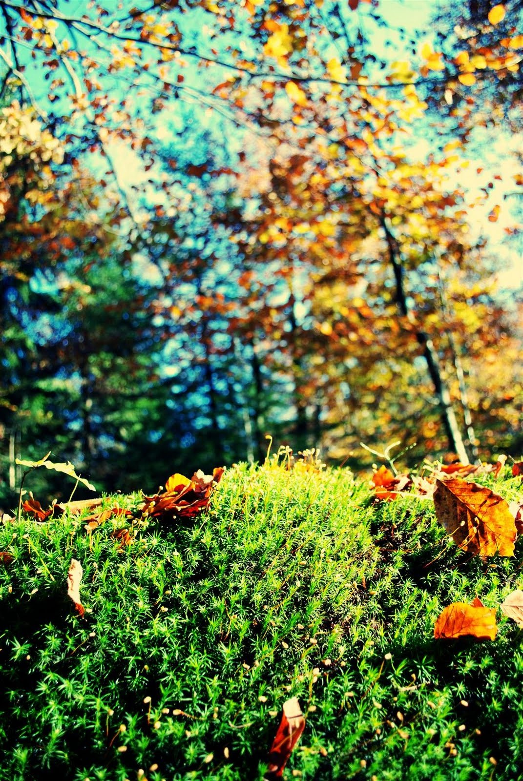 my imperfect photography