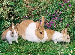 My Homeworks: Born Alive Animals