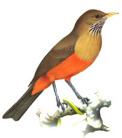 Pavilhão Literário Cultural Singrando Horizontes: Daniel Campos (A ...