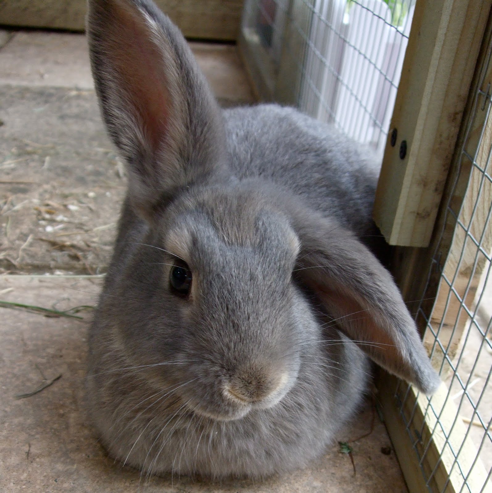 Anna Hull, Sock Bunny Maker to The World: The Rabbit Welfare Association