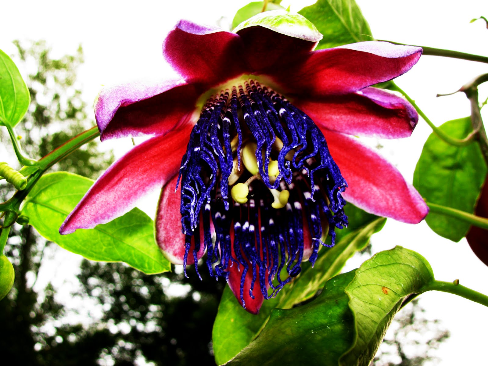 passiflora adora: Passiflora 'Ruby Glow'