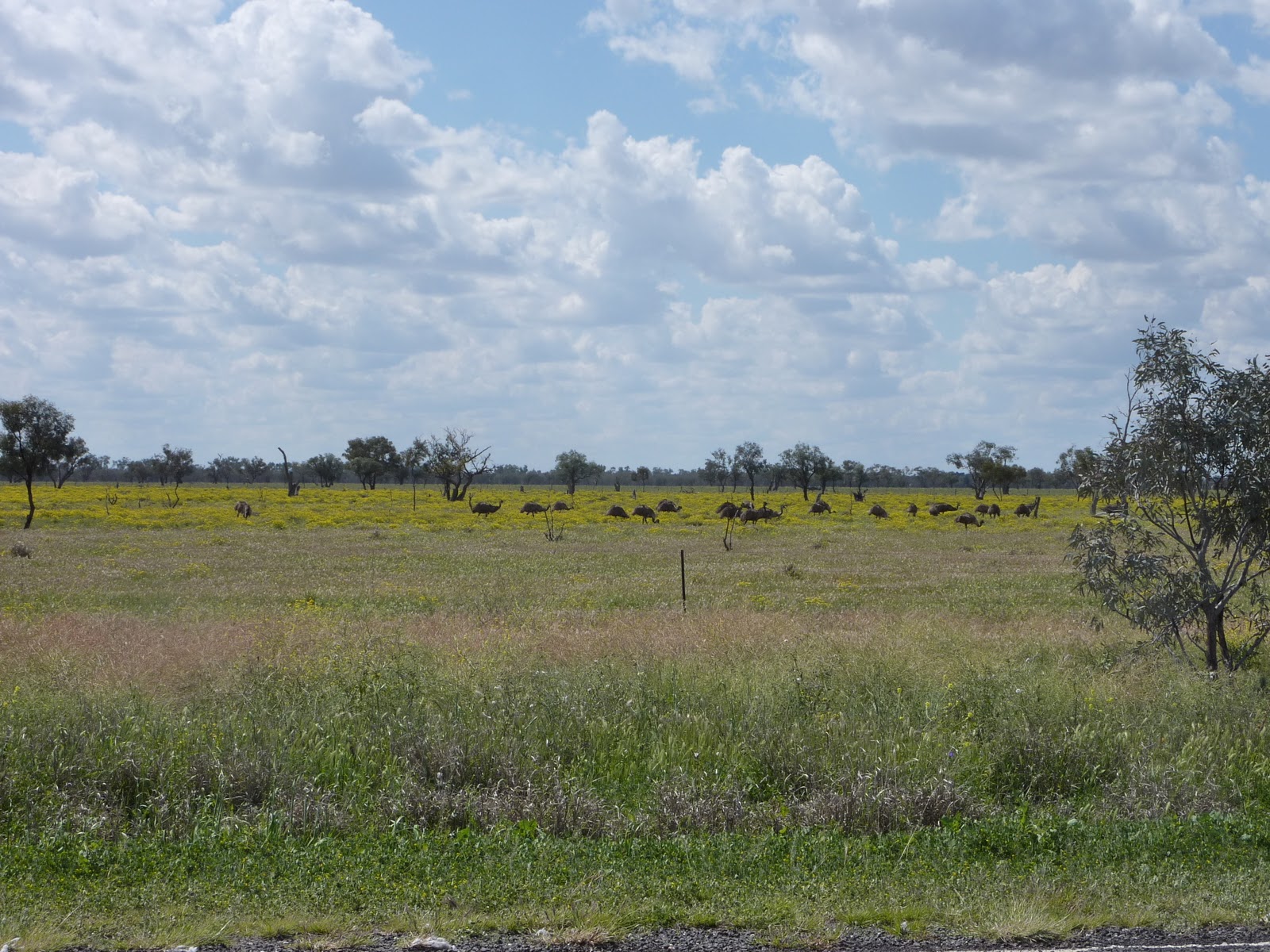 Snodge's subjective travel blog: Day 7 - Bourke: Mt Oxley, PV Jandra ...