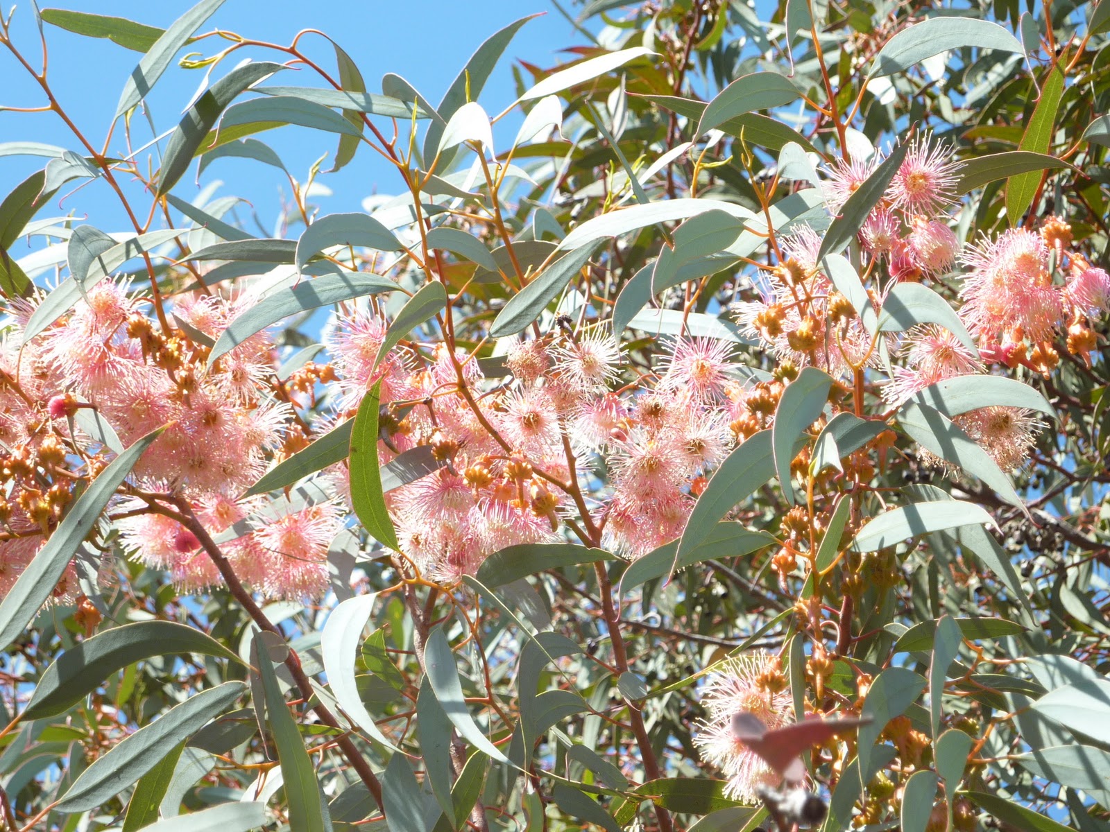 Snodge's subjective travel blog: Day 10 - Bourke to Forbes