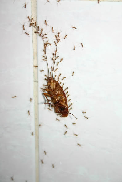 Lipan Isd Parent Portal