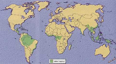 bosque tropical: BOSQUE TROPICAL.