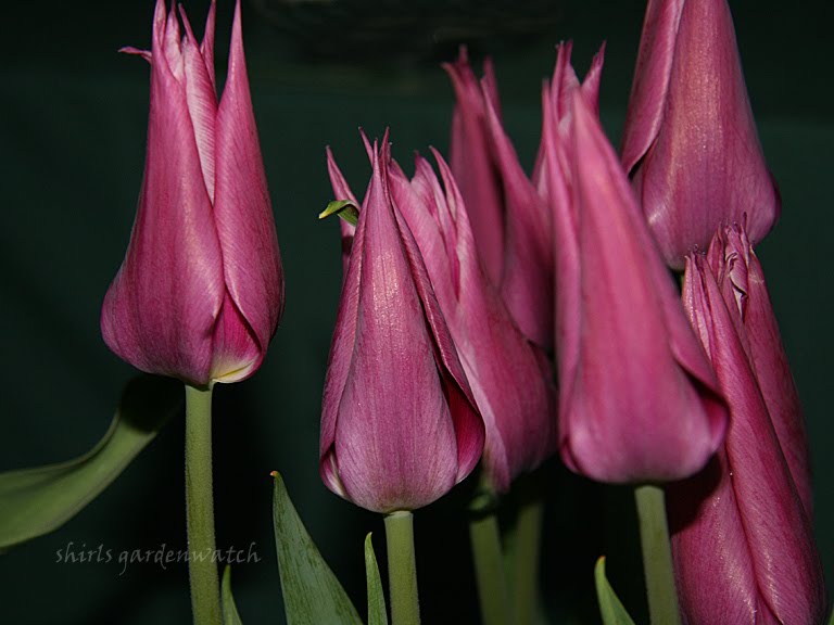 Tulip photo fest - shirls gardenwatch