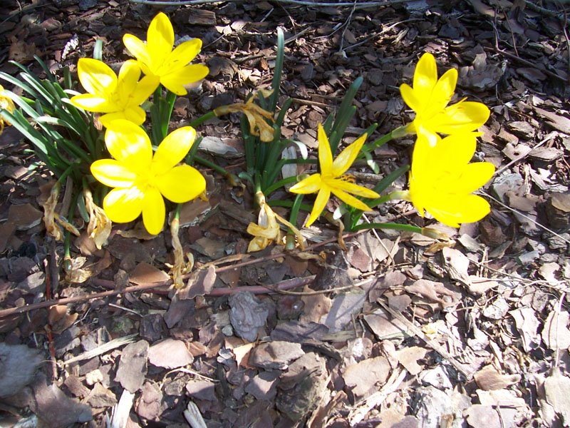 X - Le Jardin de Lili : Colchique jaune