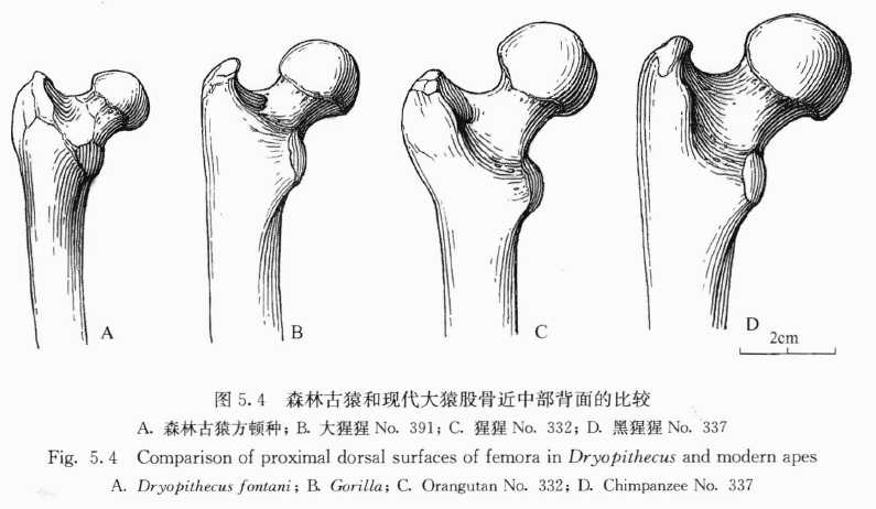 Sinanthropus: A Chinese Ape in Our Ancestry? Part 2