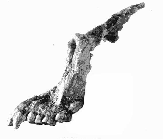 Sinanthropus: A Chinese Ape in Our Ancestry? Part 3