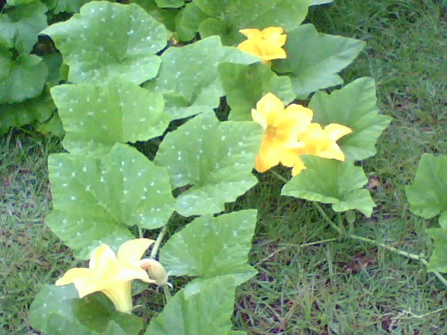 Flores.bmp - Imagui
