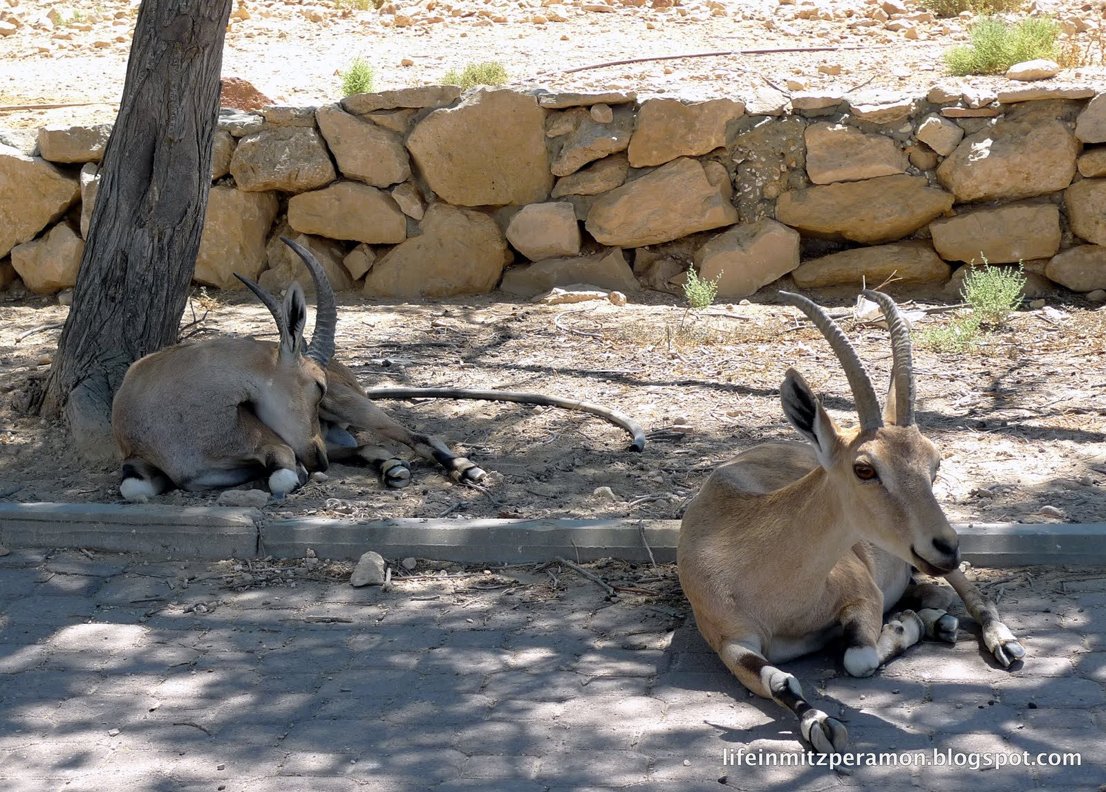 Life in Mitzpe Ramon: The Ibex Days of August