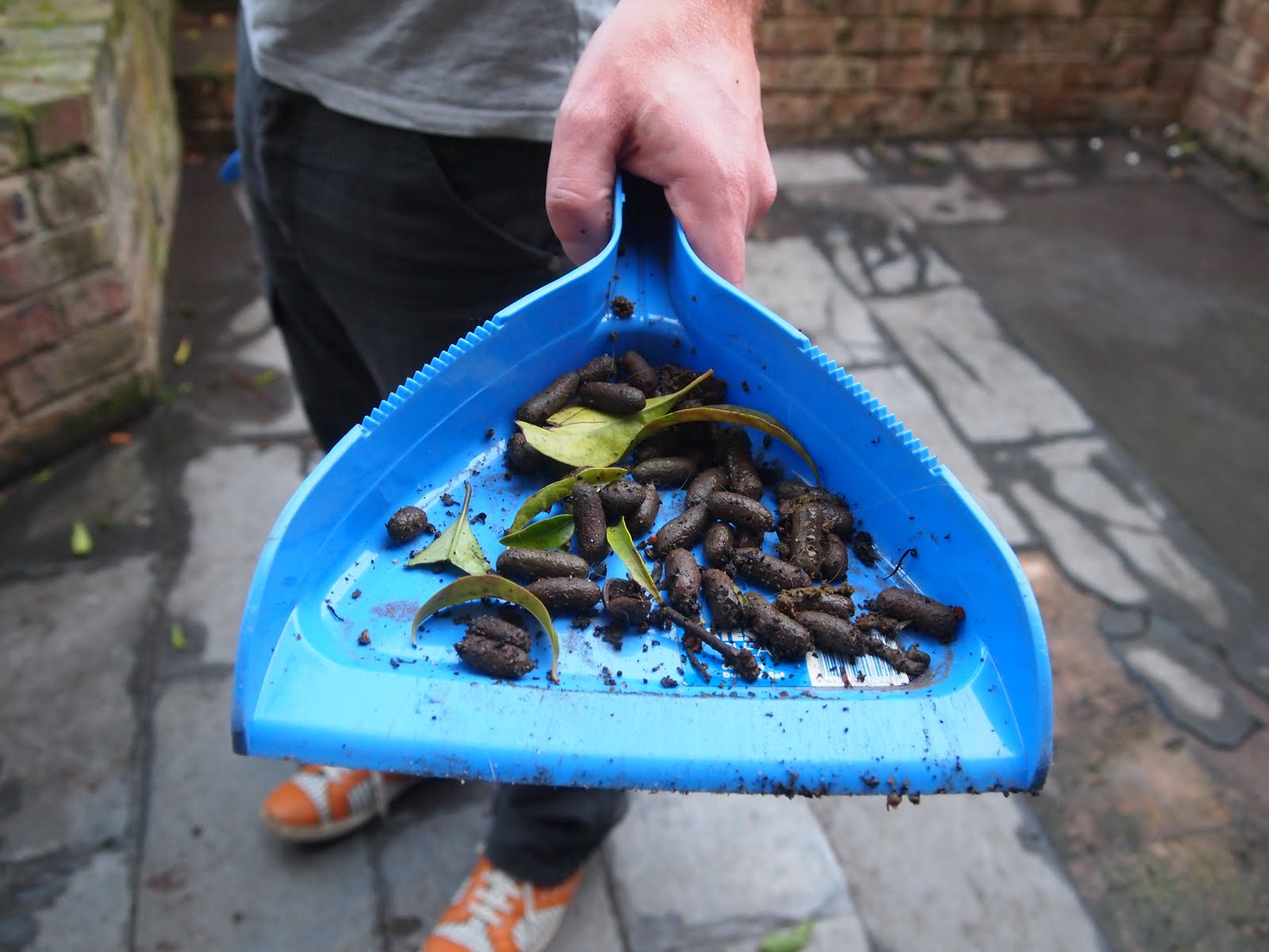 G'day, eh!: Possum problems...again!