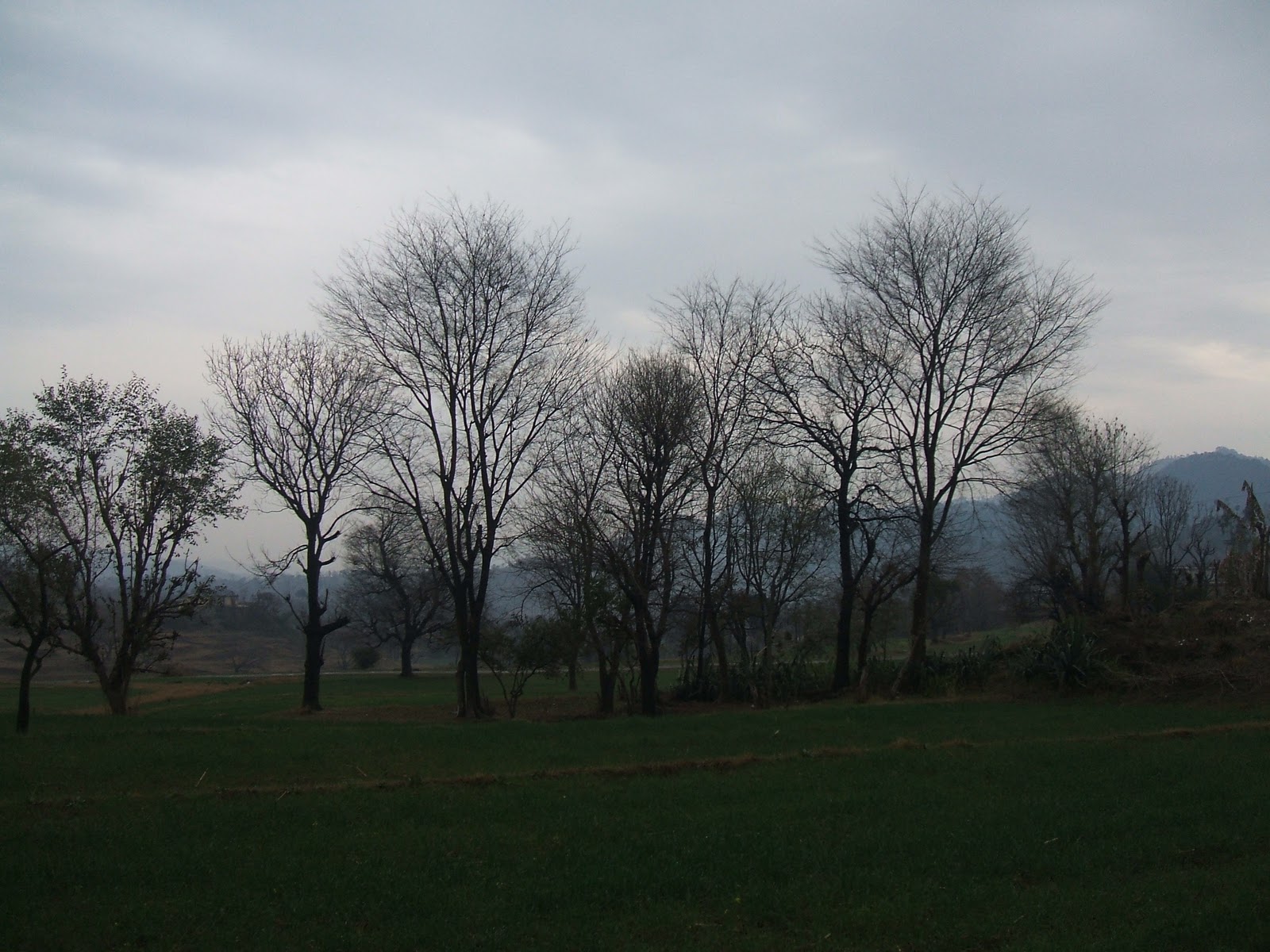 Panjera - JungleKey.in Image