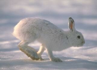 Follow The Light: God's Winter Wonder - The Snowshoe Hare