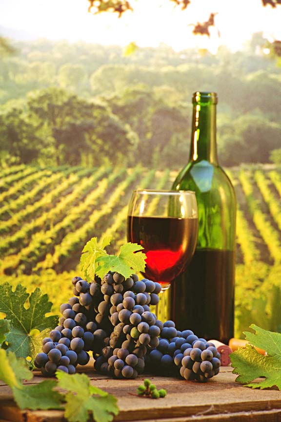 Sandy Cerebrations Fine Wine On My Mind sandy-cerebrations-fine-wine-on-my-mind