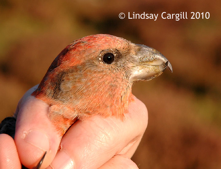 Loxia Fantastica: Scottish and Parrot Crossbill Catch and Variant Calls ...