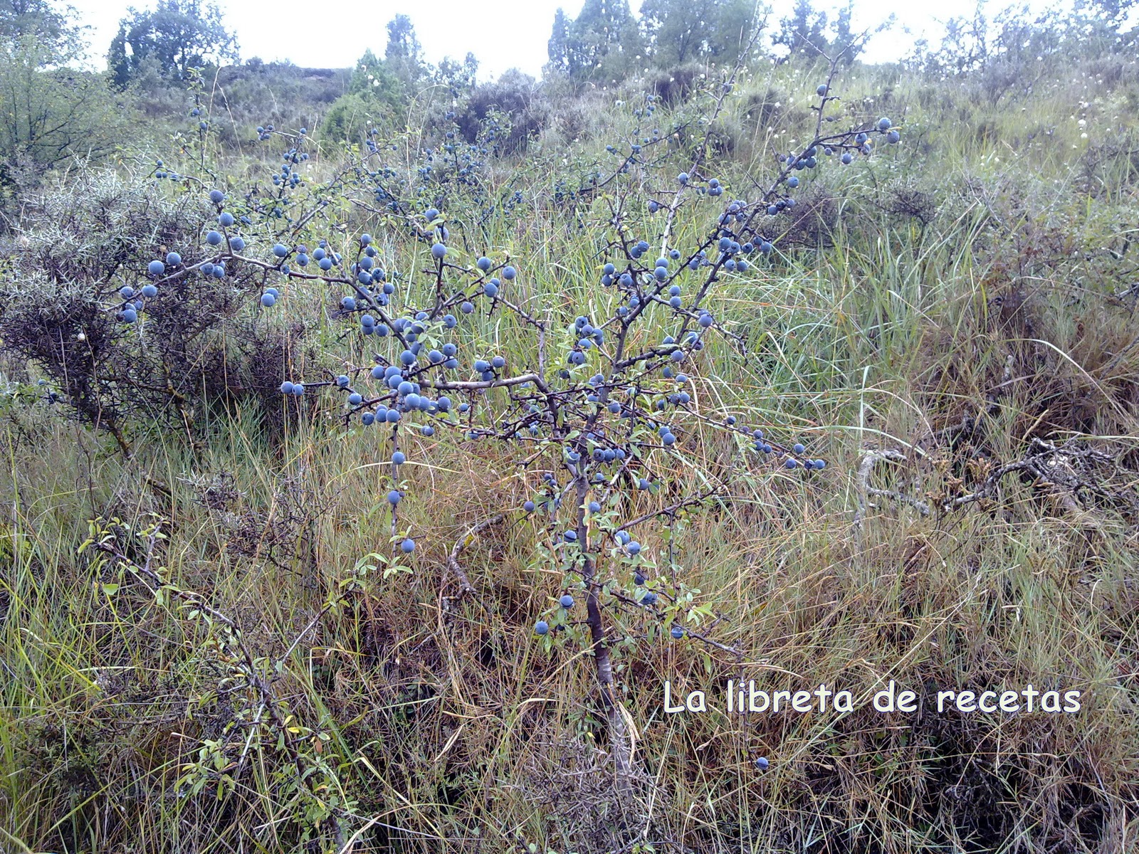 La libreta de recetas: PACHARAN