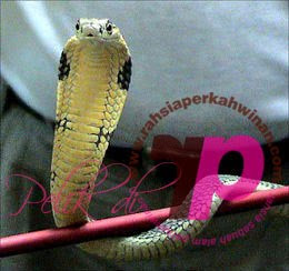 blues budak utara: haiwan aneh