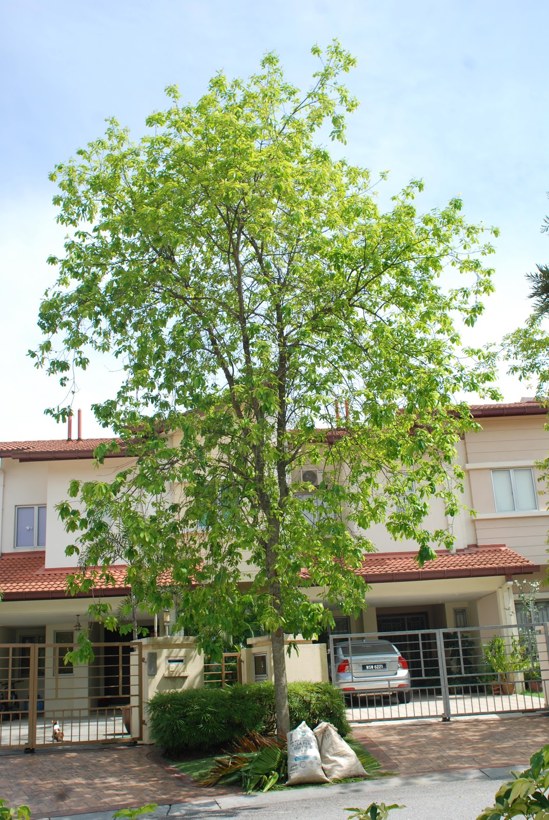 TROPICAL PLANT LIBRARY: cratoxylum formosum