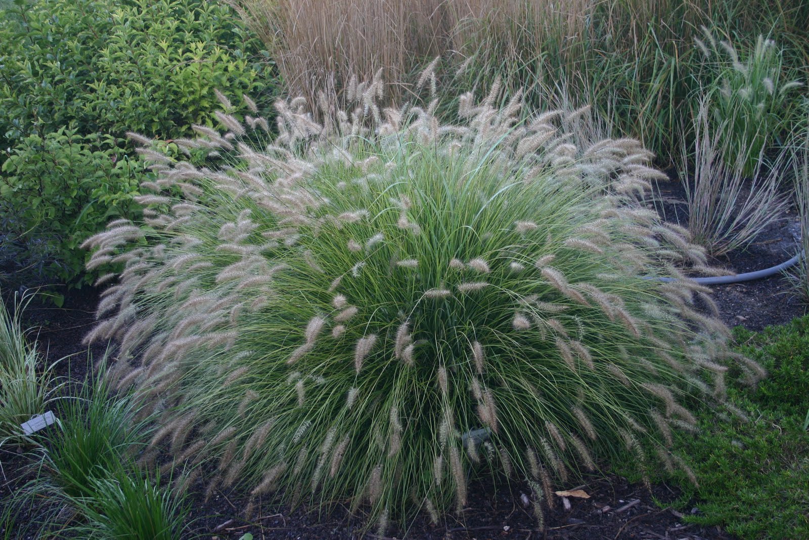 MIDWEST GROUNDCOVERS Display Gardens & Plant Trials: Perennials in Late ...