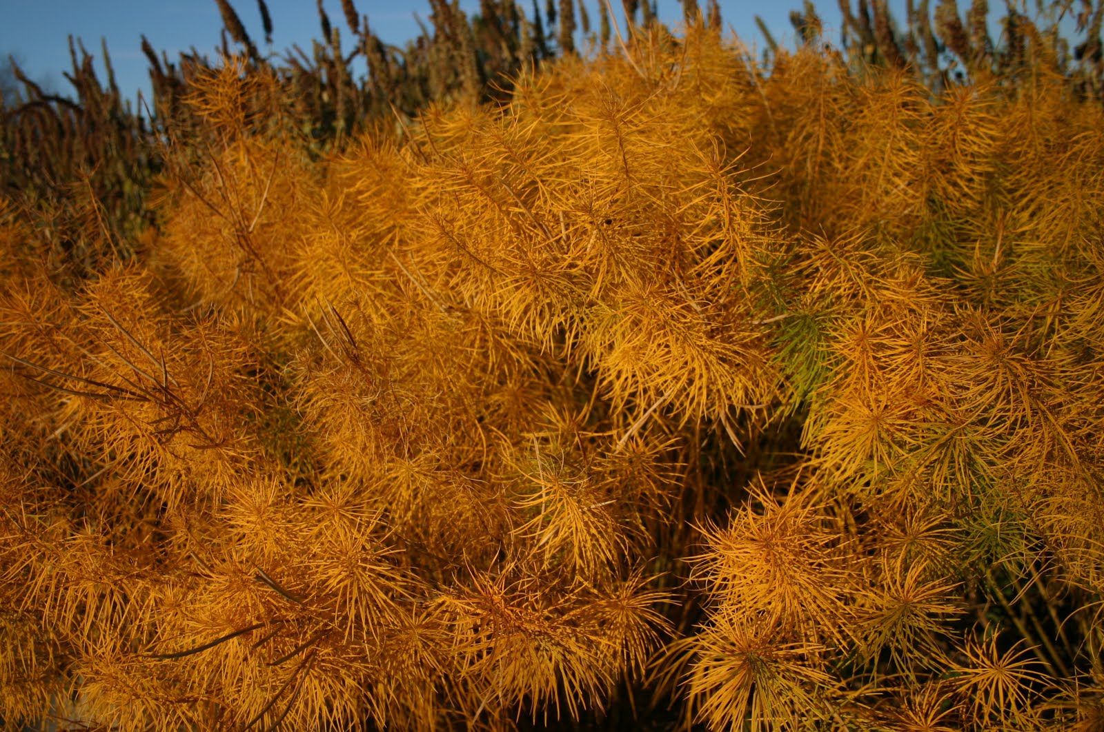 MIDWEST GROUNDCOVERS Display Gardens & Plant Trials: Annual Fall Color ...