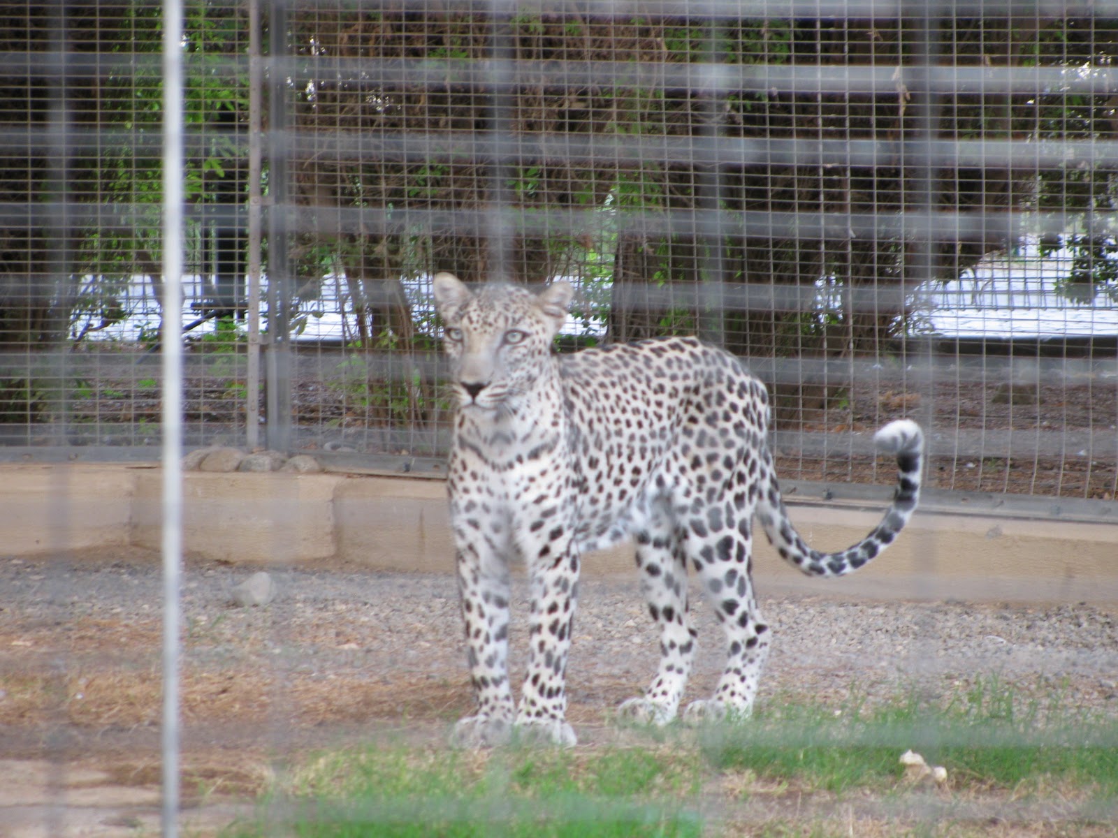 Blue Bahrain, Sandy Saudi: Animals and the Mountain!