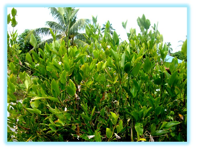 AgroHisham - Informasi Herba & Tumbuhan Warisan & Eksotik: Bemban