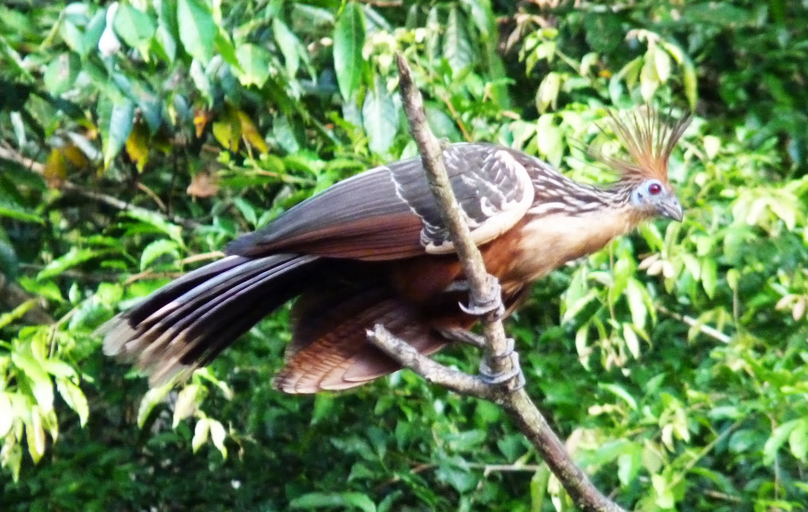 Birds on the brain: Birding Tiputini Biodiversity Station