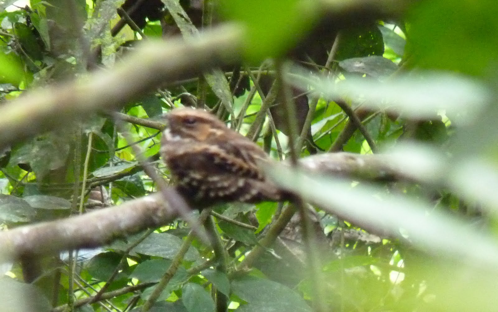 Birds on the brain: Yard bird #76 is life bird #1444