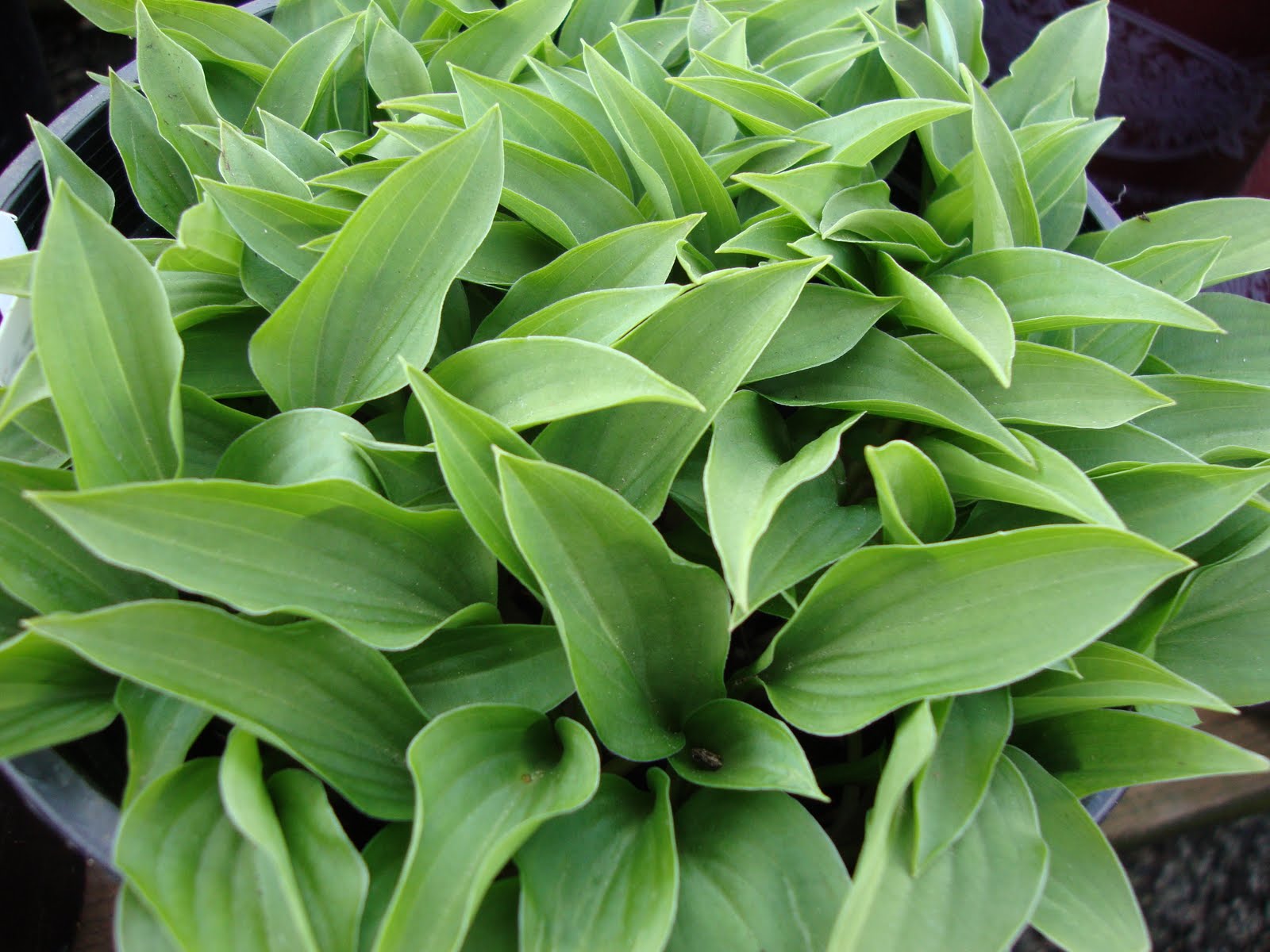danger garden: The Gardner’s Choice