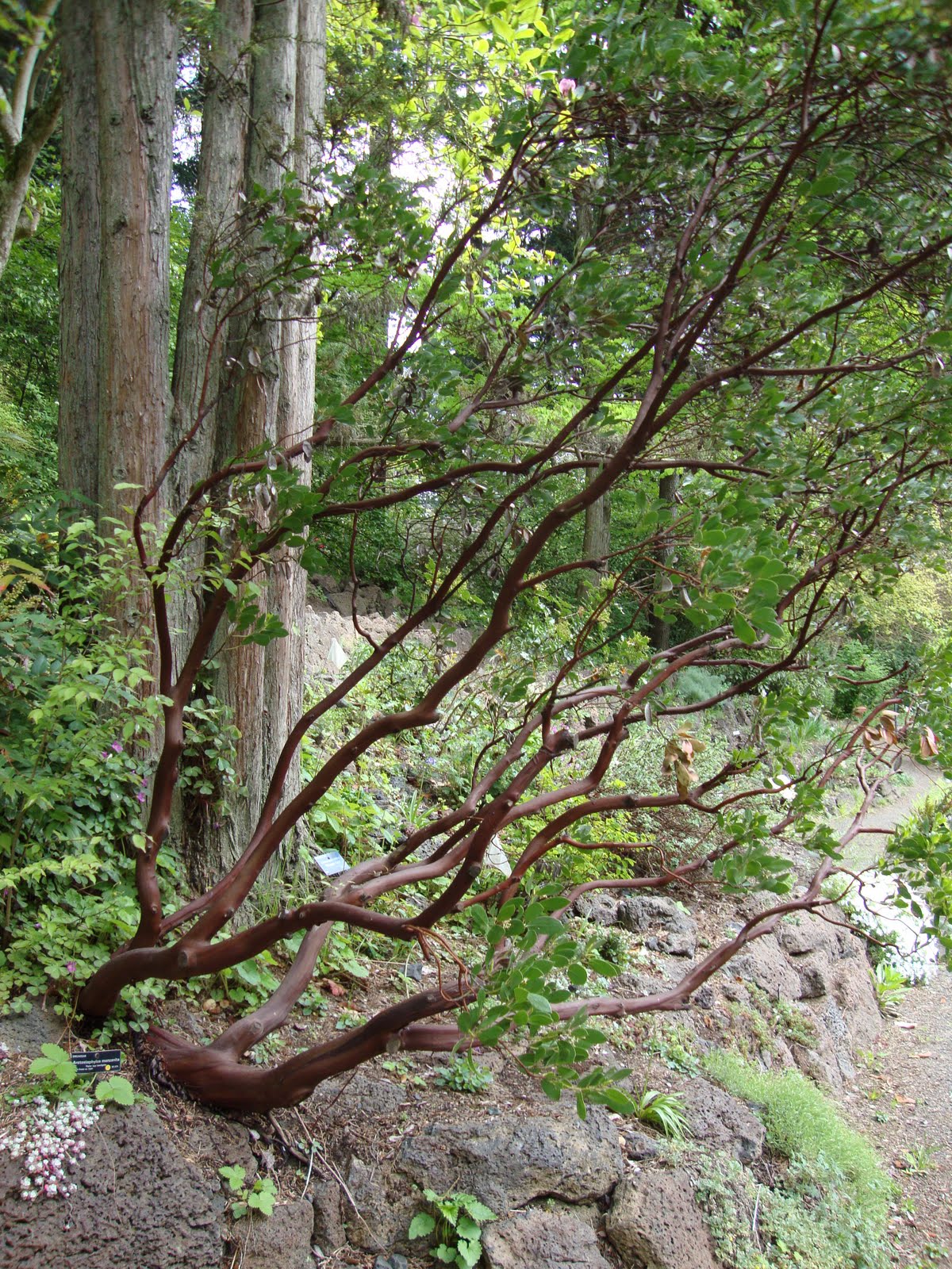 danger garden: Leach Botanical Gardens and plant sale